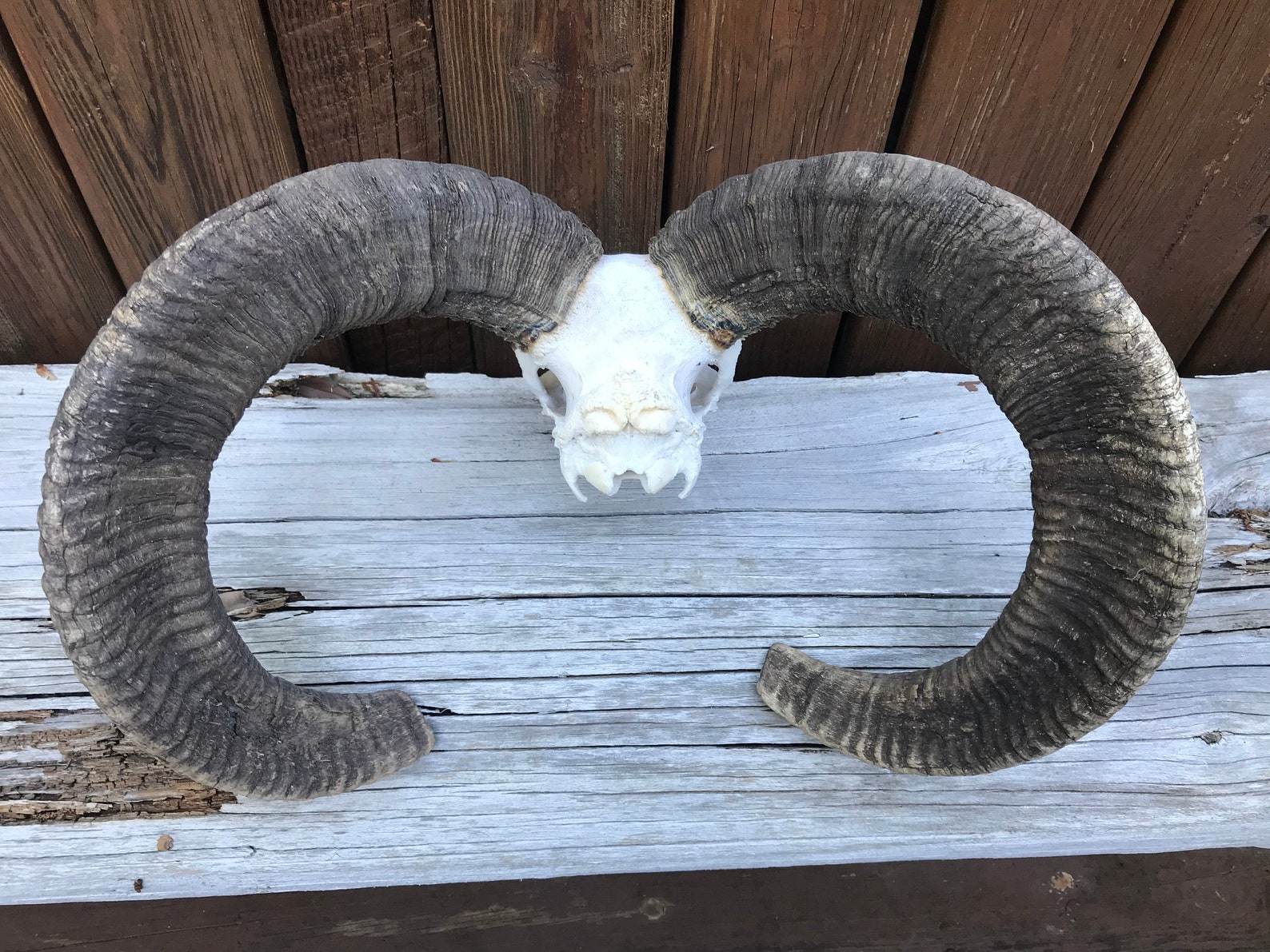 Taxidermy RARE RED SHEEP Skull Nice Big Horns = Hybrid Armenian Mouflon ...