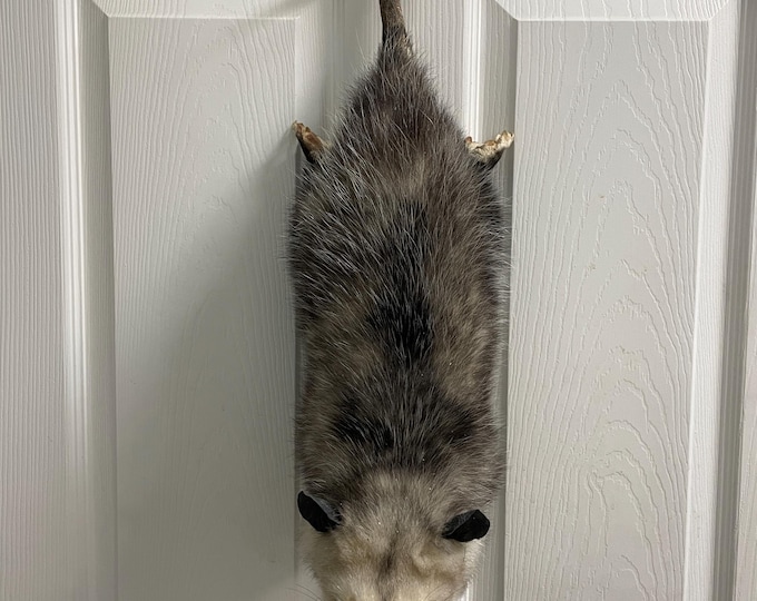 One ( 1 ) Nice New American O'possum Lifesize Mount Taxidermy Log Cabin ...