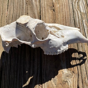 Taxidermy, Big, MULE DEER Full Upper Skull - NO -antlers Log Cabin ...