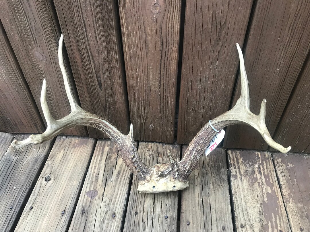 Big, 4 X 4 Whitetail Deer Antlers-with a Unicorn Antler Lodge Taxidermy ...
