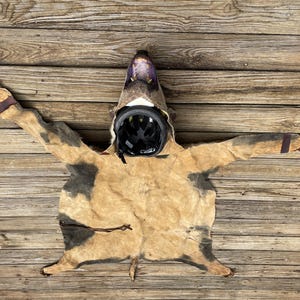 RARE, Taxidermy Trophy Africa SPOTTED HYENA Lifesize Skin With Head ...