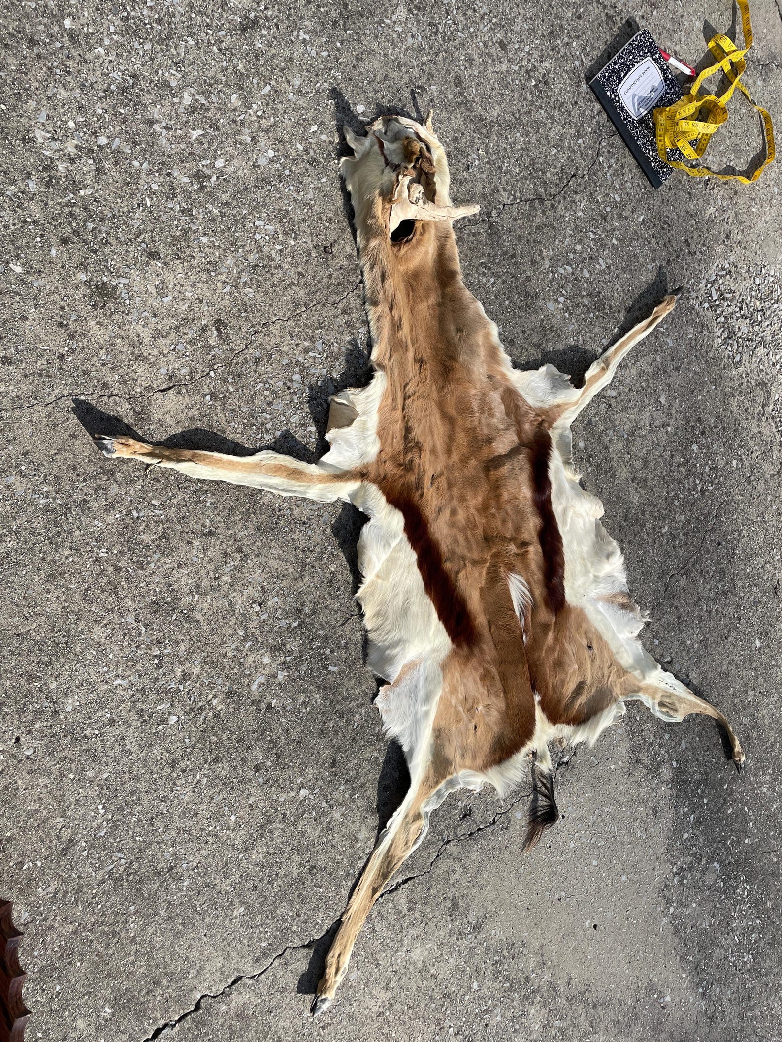Beautiful Tanned, COMPLETE, SPRINGBOK SKIN -hide for Possible Lifesize ...