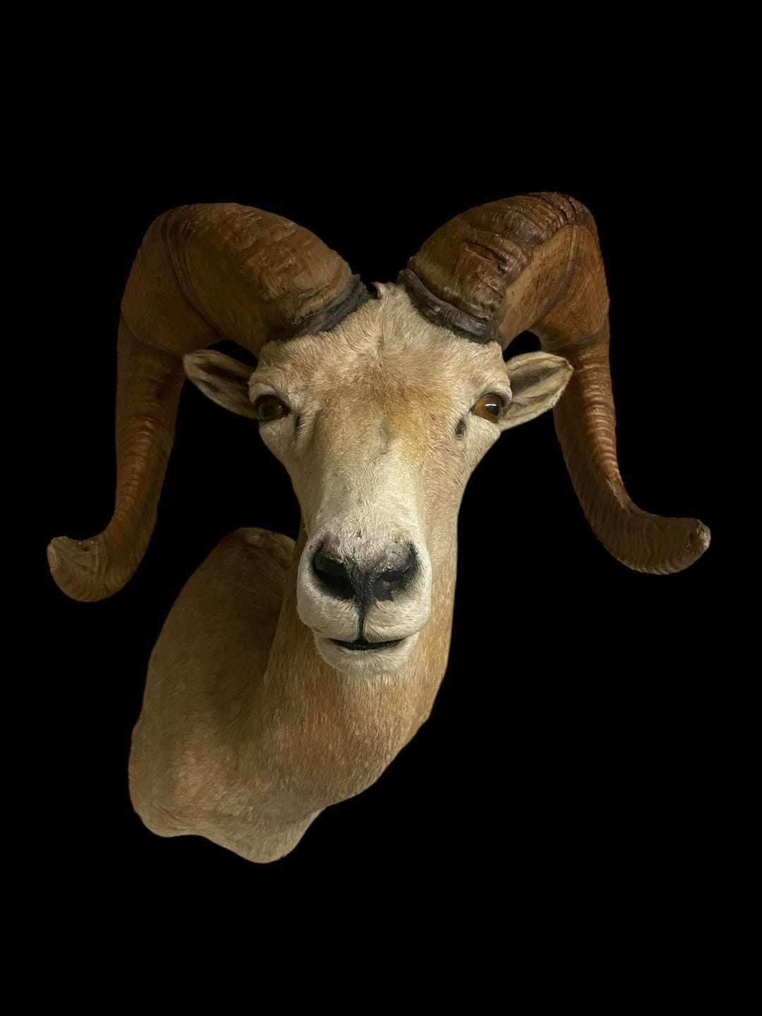 Awesome DESERT SHEEP Shoulder Mount, With Big Horns Log Cabin Hunting ...