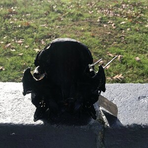 HUGE Carved/painted Wild Boar / Pig / Hog Skull Bone/ Taxidermy/hunting ...