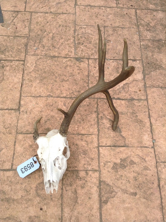 Deer Antlers Skull