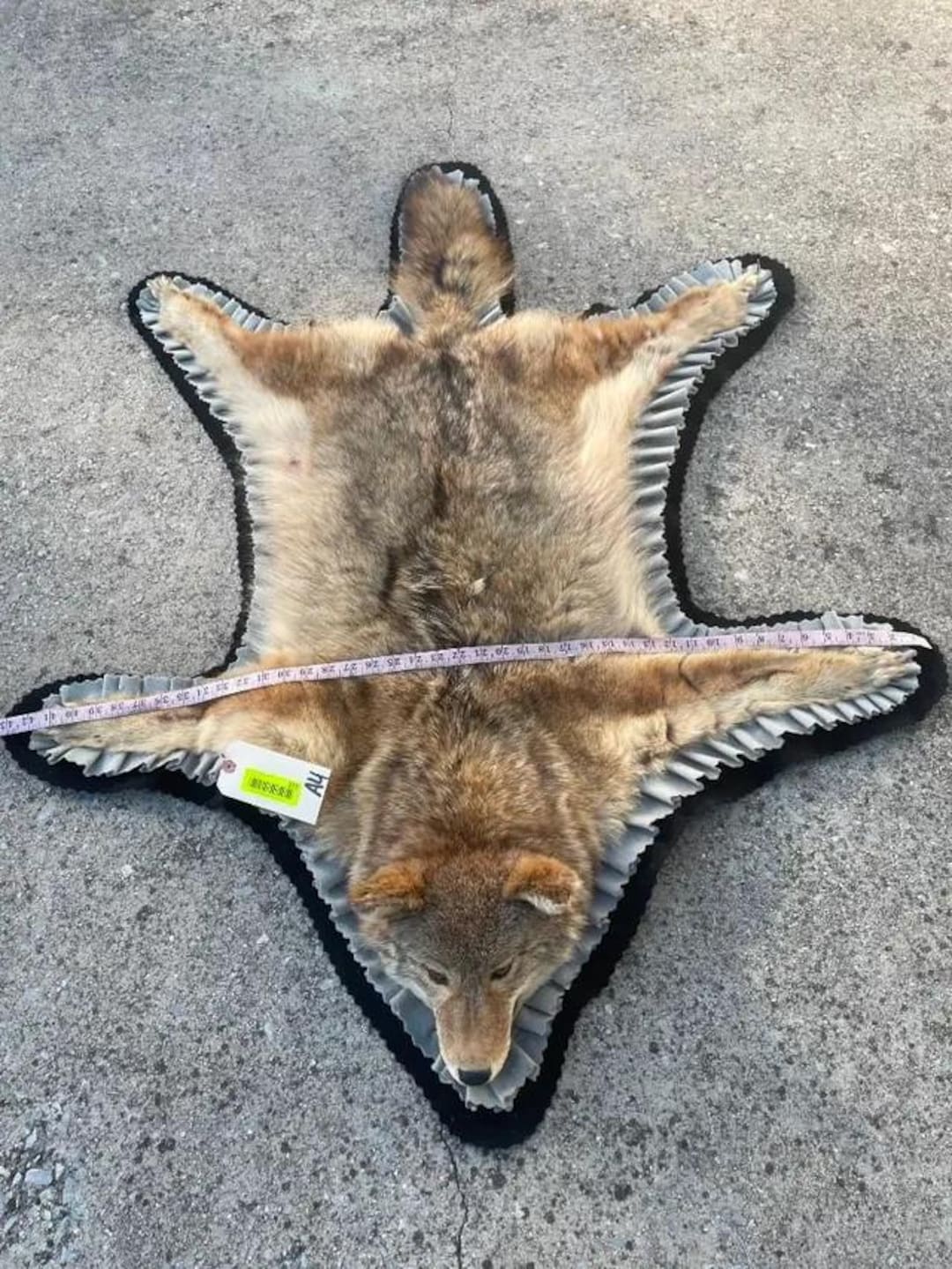 Very Nice Large Tanned / Felted COYOTE RUG With Mounted Head / Fur/skin ...