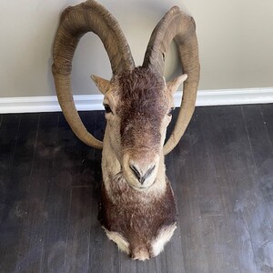 Beautiful, Gredos Ibex Shoulder Mount, MONSTER , Unusual 46" Horns ...