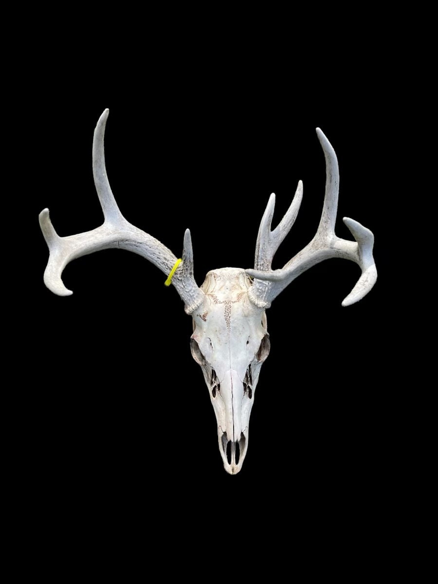 Deer Skull Front View