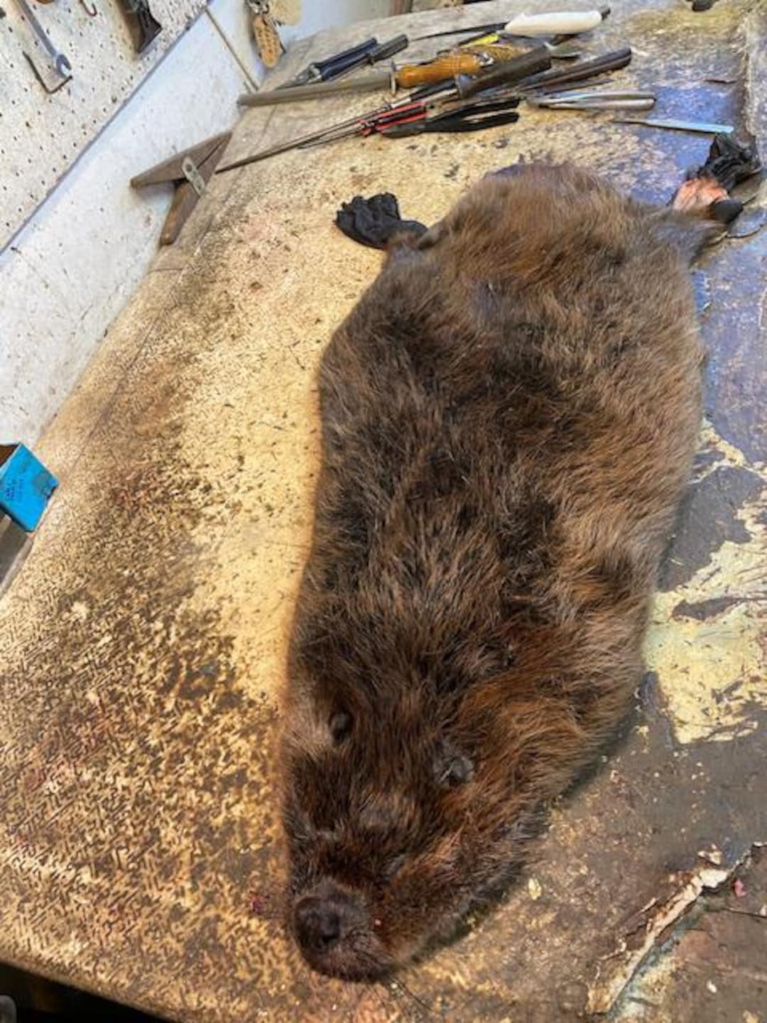 1 Huge Beautiful New Lifesize 60 Lb, Beaver Un-tanned -salted SKIN/HIDE ...