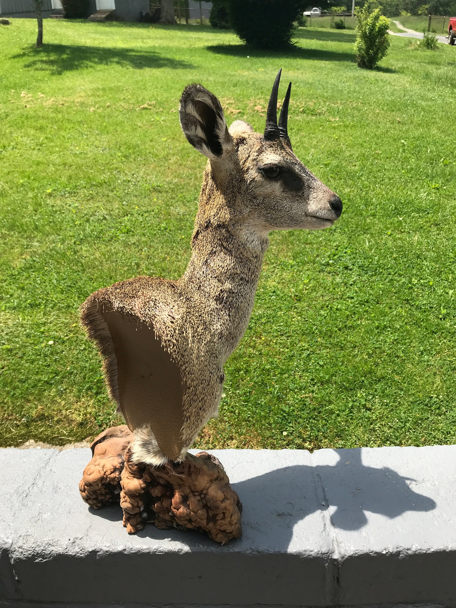 Beautiful KLIPSPRINGER Pedestal Mount Nice HORNS AFRICA Safari | Etsy