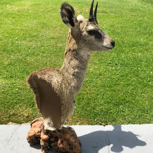 Beautiful KLIPSPRINGER Pedestal Mount Nice HORNS AFRICA Safari Hunting ...