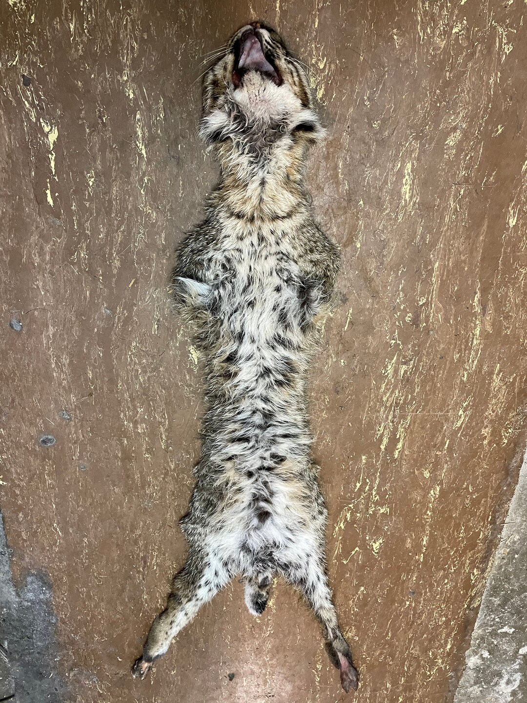 A Beautiful, BIG LIFESIZE Spotted Bobcat Untanned / Salted Skin for a ...