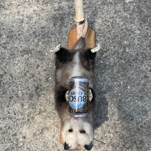 Nice NEW American, Beer Drinking O'possum Lifesize Mount Taxidermy Log ...
