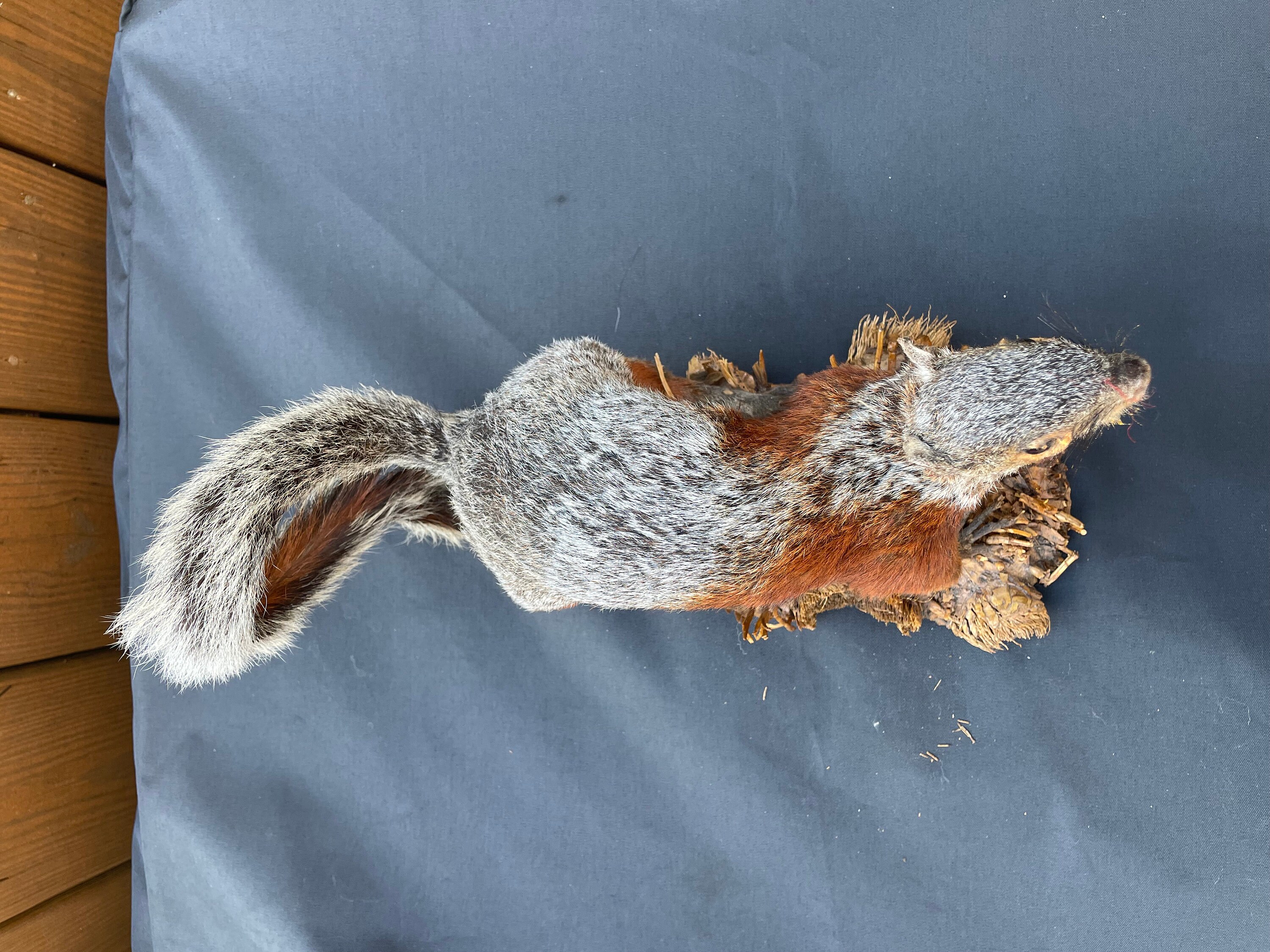 Fox Squirrel Mounts
