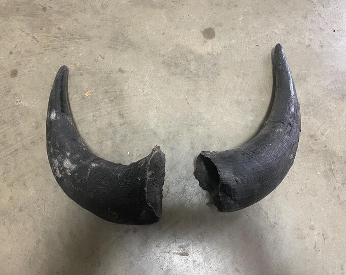 One Set, ( 1 ) TAXIDERMY Big Set of Old Buffalo/bison/ HORN CAPS = /no ...