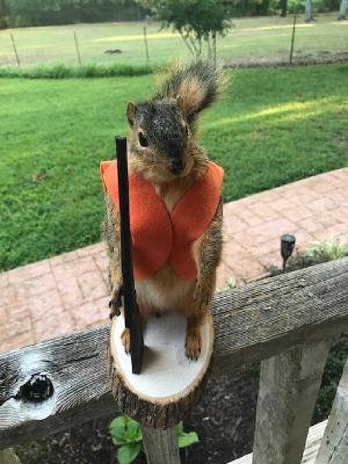 Taxidermy Very Nice New HUNTING FOX SQUIRREL Mount | Etsy