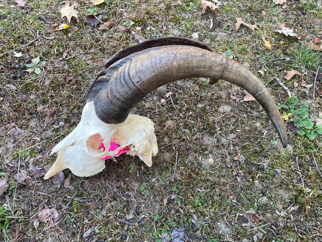 Ibex /cross Breed Full Skull & Horns European Taxidermy Log Cabin ...