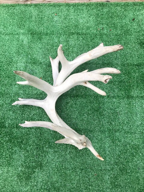 Taxidermy MASSIVE Whitetailed DEER Cut off ANTLER Log Cabin | Etsy