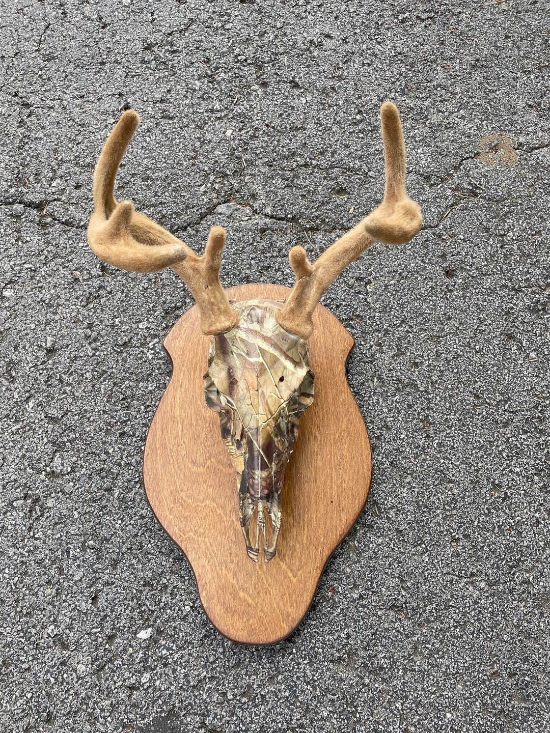 Taxidermy, 8 Point Whitetail DEER Full Skull Camo Dipped and Nice ...