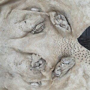 Taxidermy Tanned African WART Hog/warthog Cape, for a Shoulder Mount ...