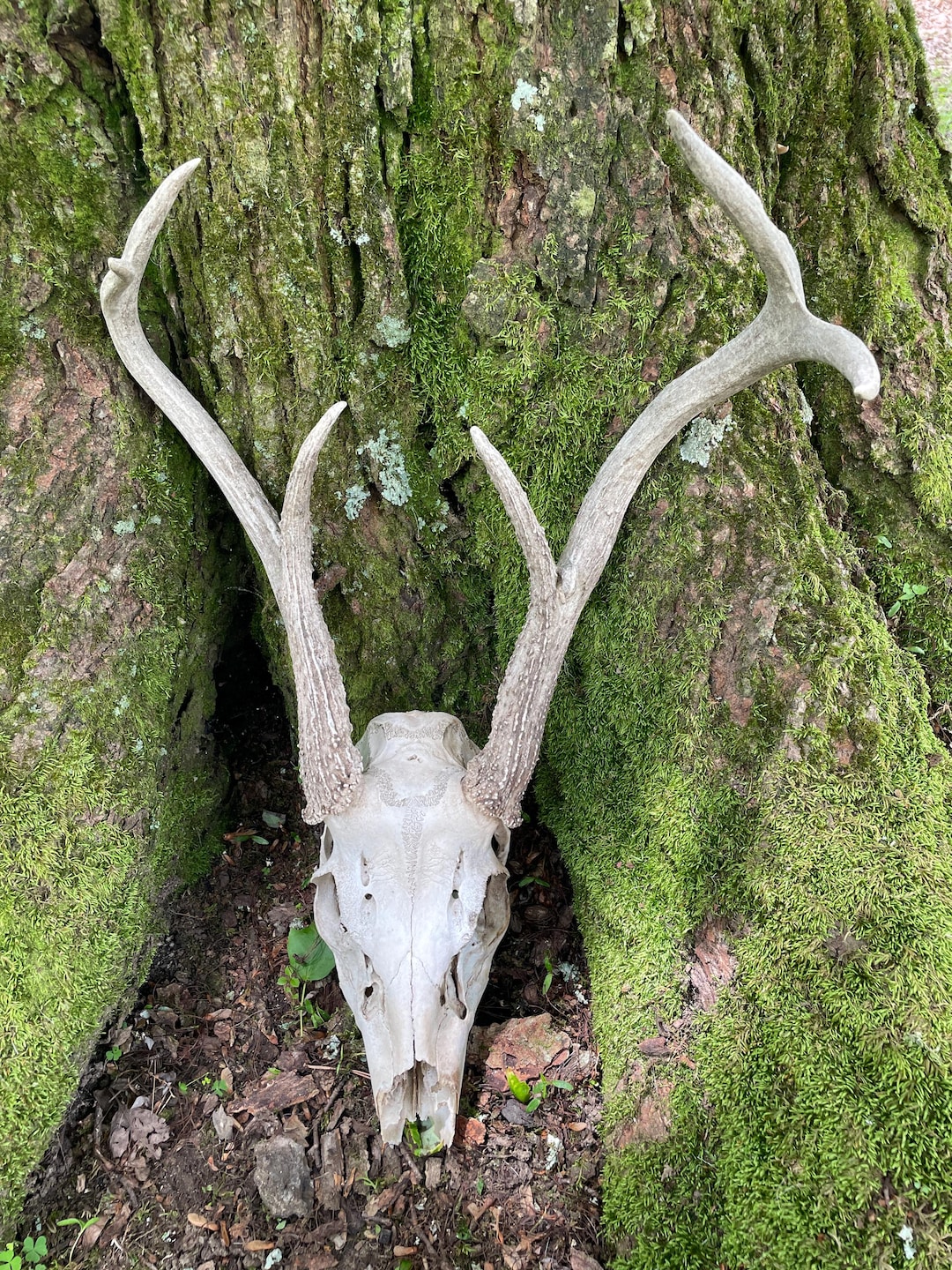 Taxidermy Beautiful Odd Deformed Set of 6 Point Wild White-tailed DEER ...
