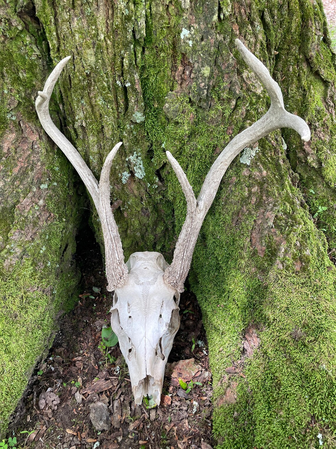 Taxidermy Beautiful Odd Deformed Set of 6 Point Wild White-tailed DEER ...