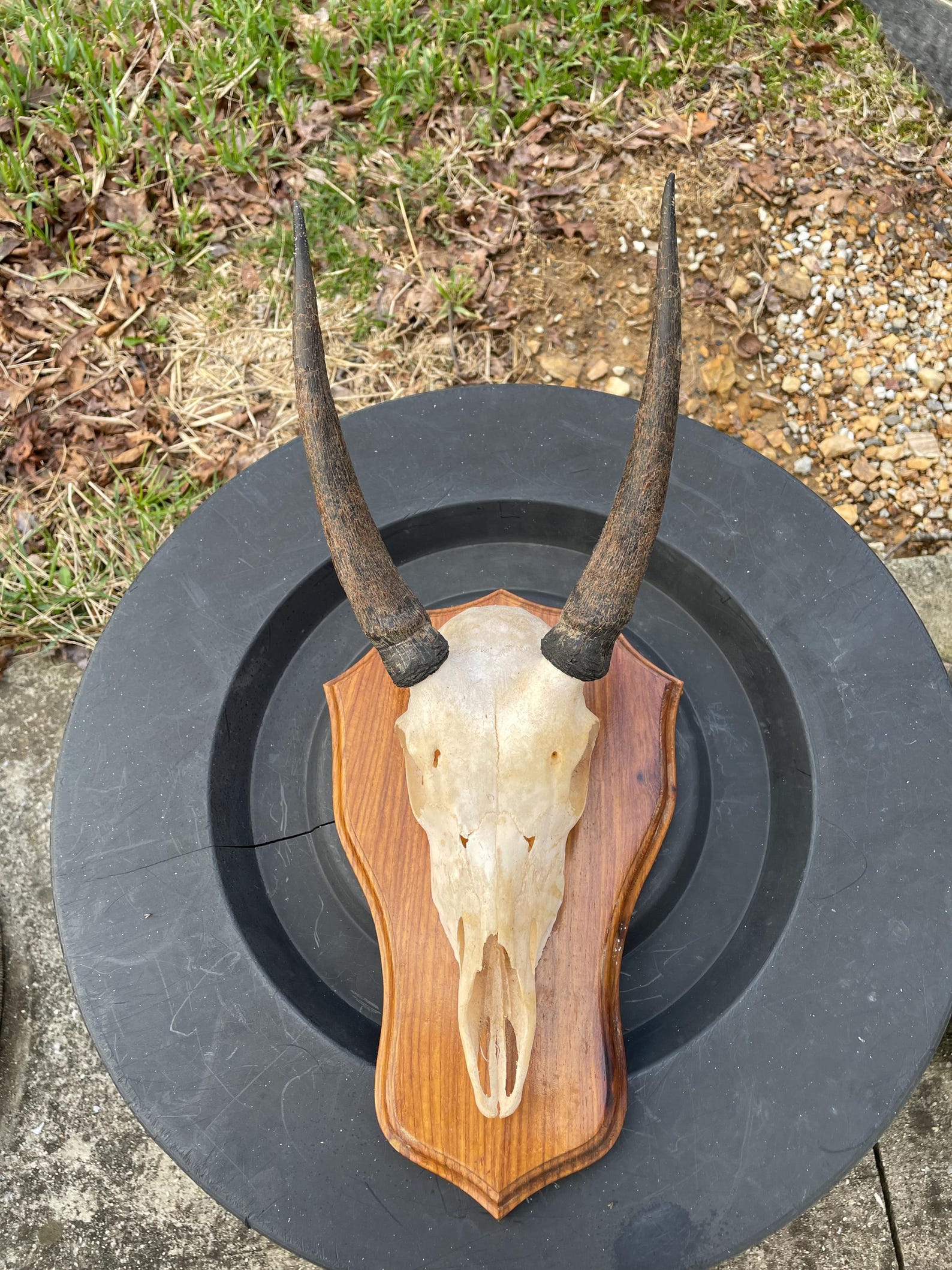 Juvenile Southern IMPALA Full Skull & HORNS South Africa Taxidermy ...