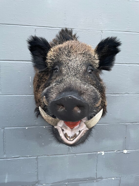 Home Décor Animal Mounts Taxidermy & Curiosities Excellent Wild Boar ...