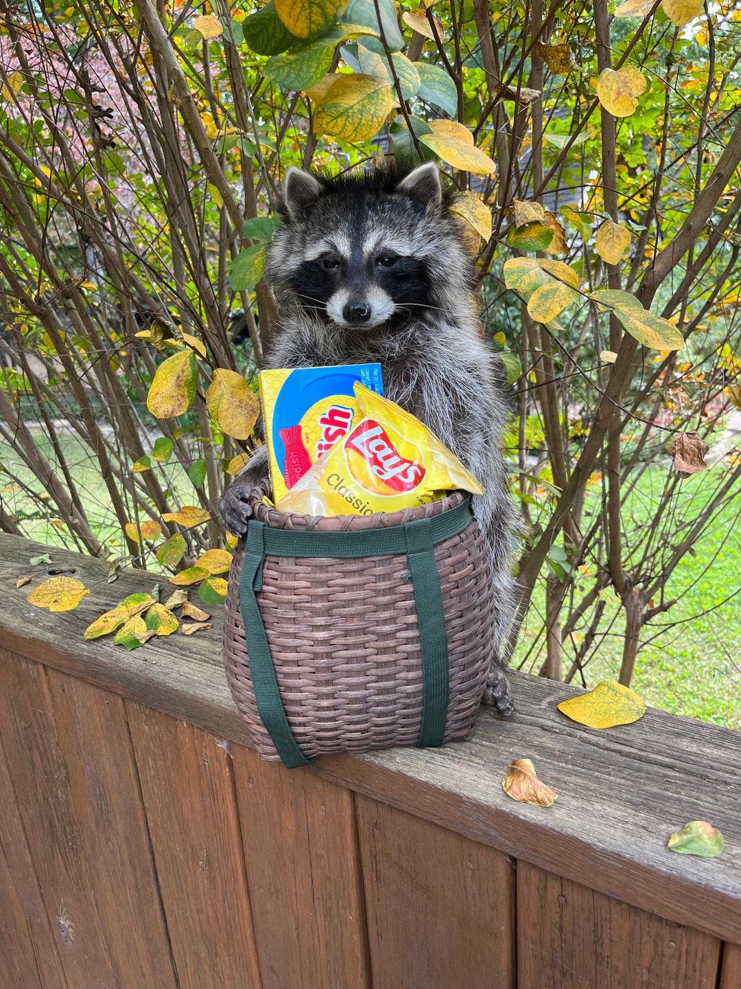 Taxidermy Nice - NEW- Lifesize RACCOON, With a Real, Little Back Pack ...