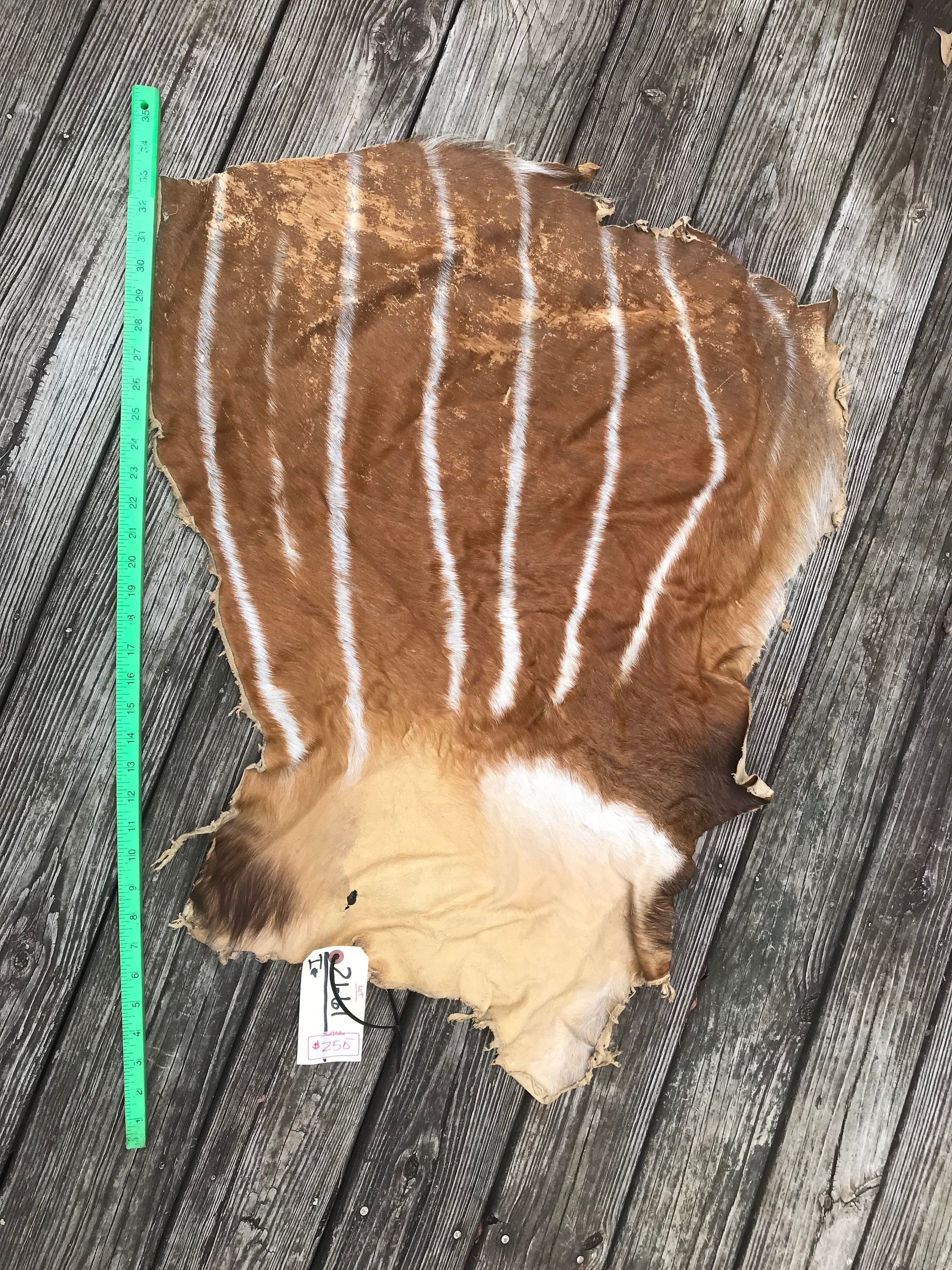 Rare African BONGO Antelope Hide/skin/rug/africa Safari | Etsy