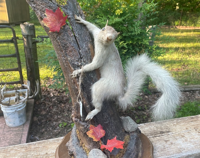 Taxidermy Rare WHITE GREY SQUIRREL Mount Log Cabin Hunting Lodge Decor ...