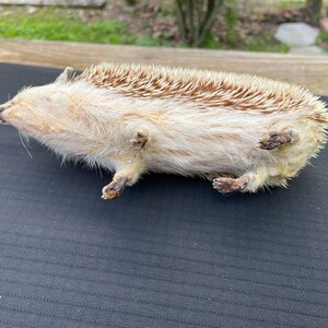 CUTE Oddity Taxidermy Very Nice "new" Long-eared Hedgehog Mount Log ...