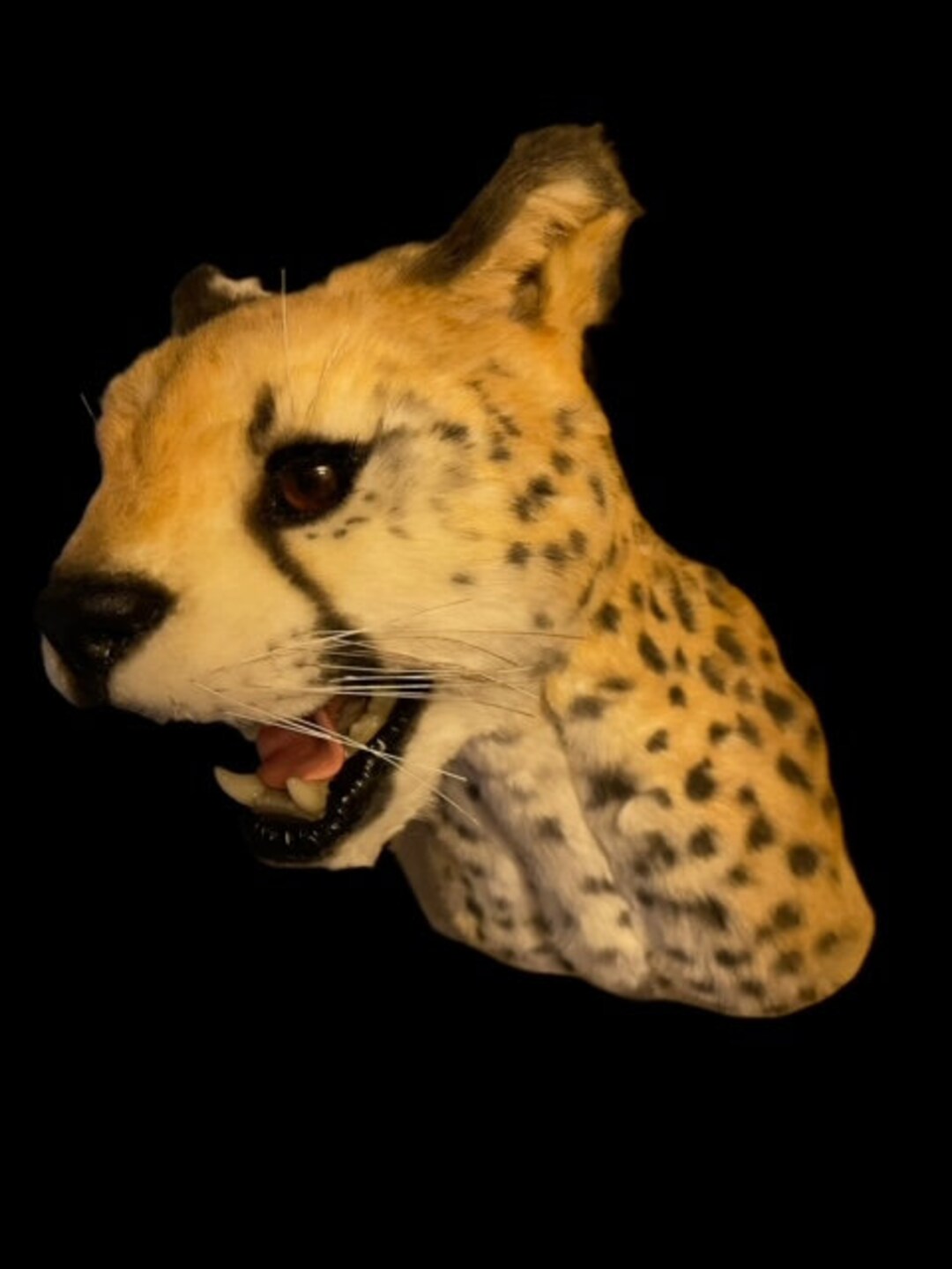 Awesome, Taxidermy Life-like REPRO/ African Cheetah Shoulder Mount ...