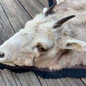 Rare, Taxidermy BIGHORN SHEEP Ewe, Double Felted Rug, Complete With ...