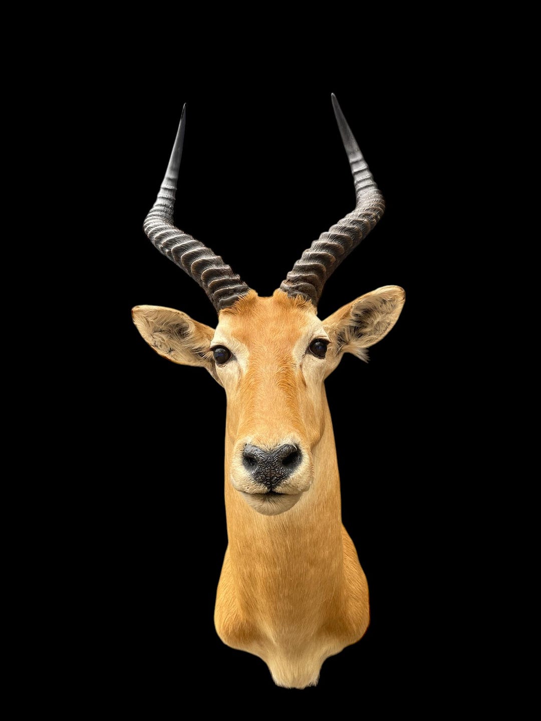Beautiful African Puku Shoulder Mount With a Huge Set of Horns AFRICA ...