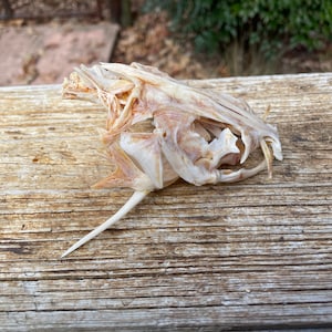Rarely Seen, FLATHEAD Catfish Skull Natural Bones/science Weird ...