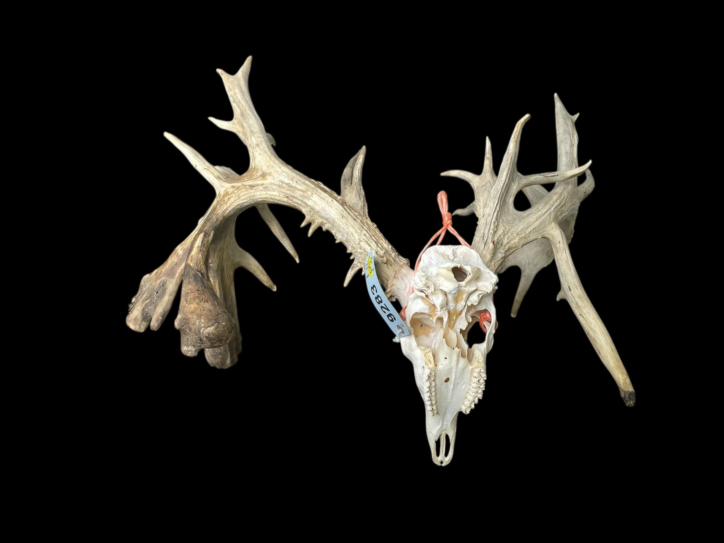 34 Point - GAINT - Nontypical Whitetail Deer Antlers-skull Big Drop ...