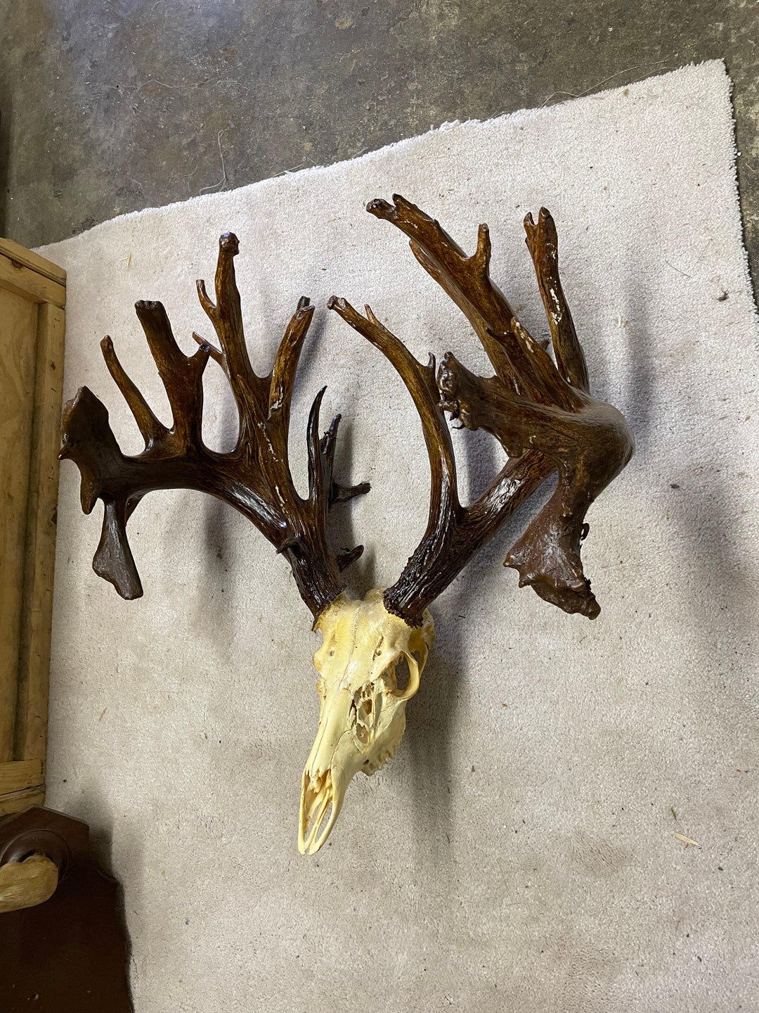Monster 33 Point - Nontypical Whitetail Deer Antlers-skull Big Club ...