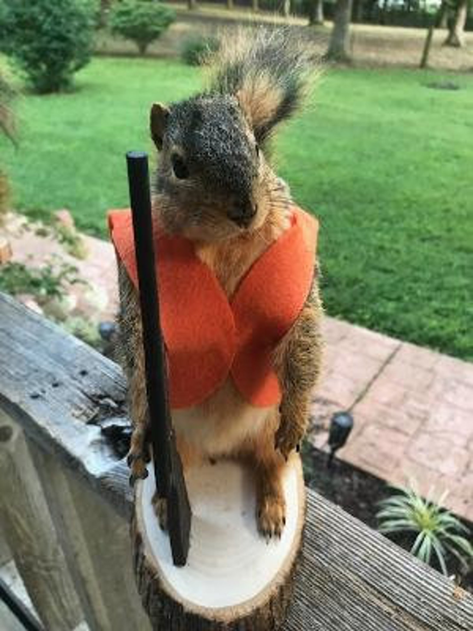 Taxidermy Very Nice New HUNTING FOX SQUIRREL Mount | Etsy