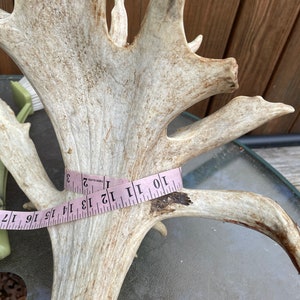 Monster 40 Point Giant Nontypical Whitetail Deer Antlers-skull Big Club ...