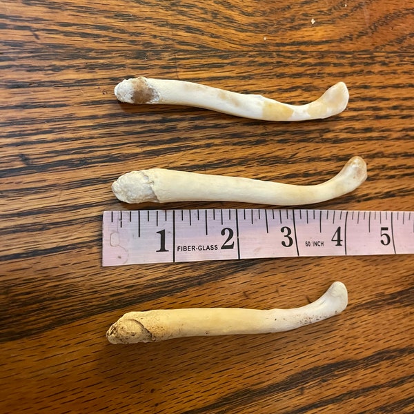 Bull Dick Canes - Etsy