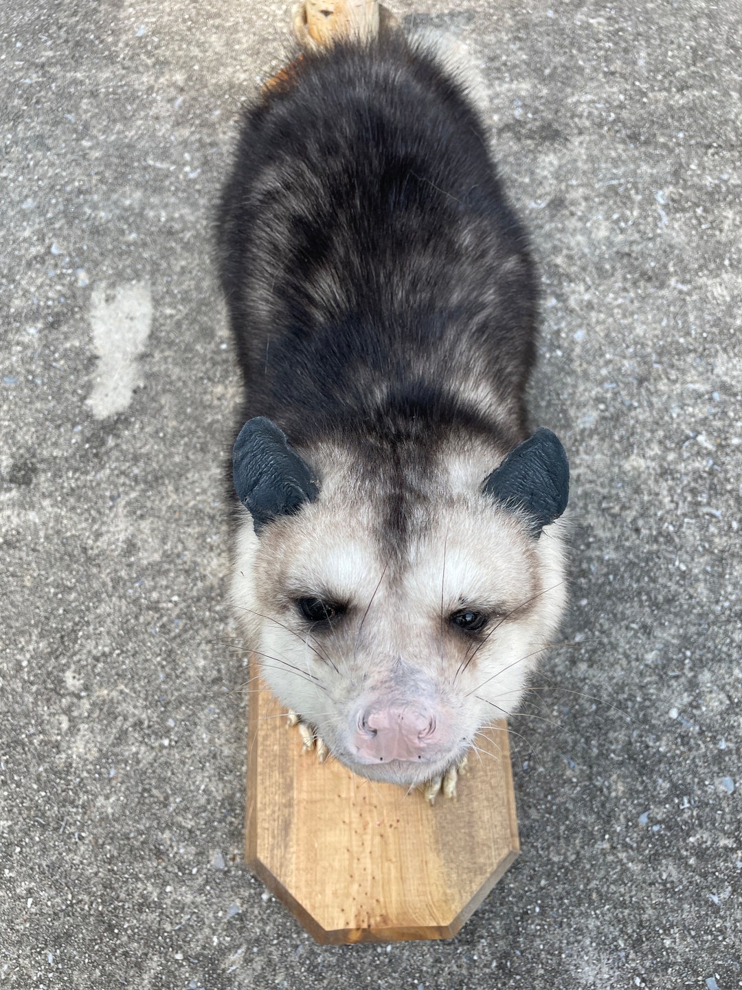 Nice NEW American, O'possum Lifesize Mount (very Black) Taxidermy Log ...
