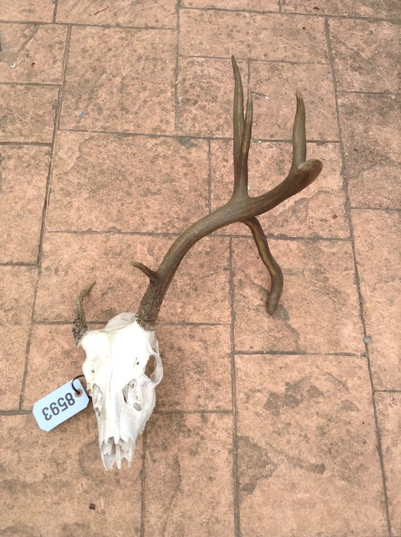 Weird NonTypical Whitetail Deer ANTLERS-Skull Big DROP TINE | Etsy