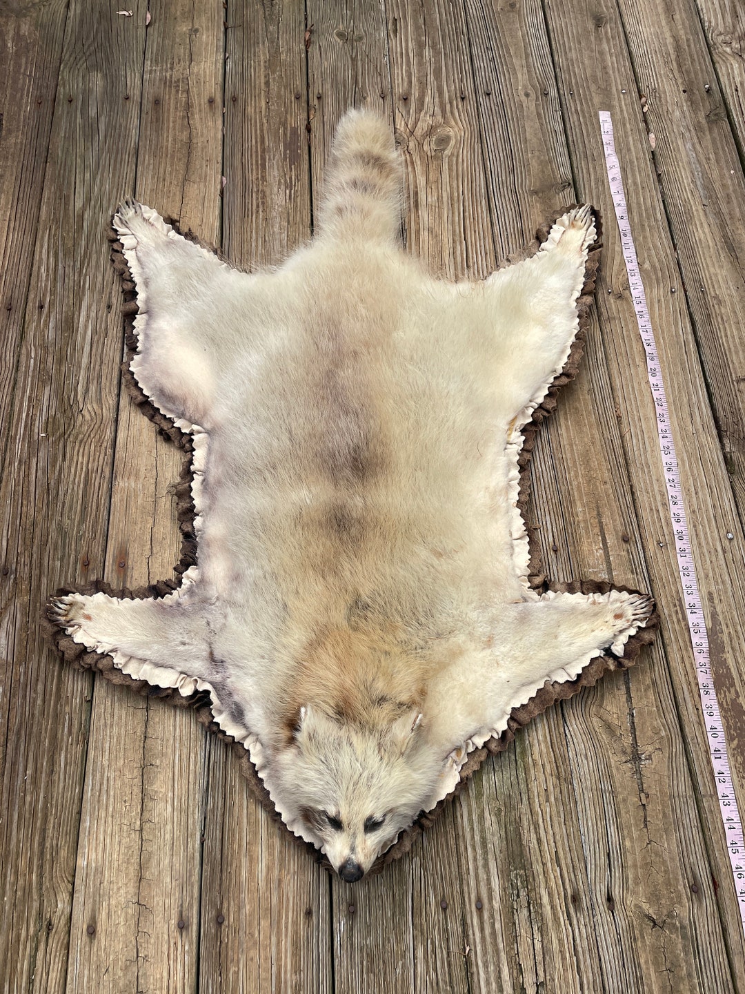 A HUGE Tanned / Felted WHITE, Not Albino, Raccoon RUG With Head / Fur ...