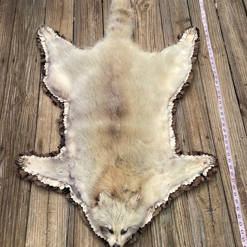 Bear's Skin White Wolf - Etsy