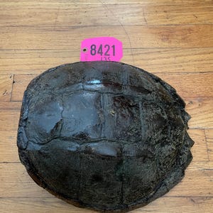 ONE {1} Awesome Taxidermy Large Common Snapping Turtle Shell Log Cabin,crafts, Hunting Lodge ...