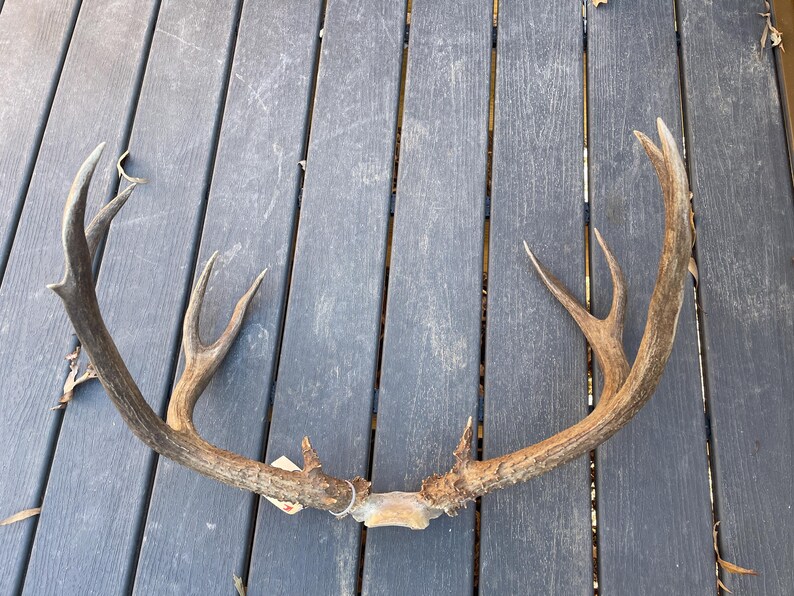 25 Inch, Wide, MULE DEER 5 X 5 Antlers Taxidermy Log Cabin Hunting ...