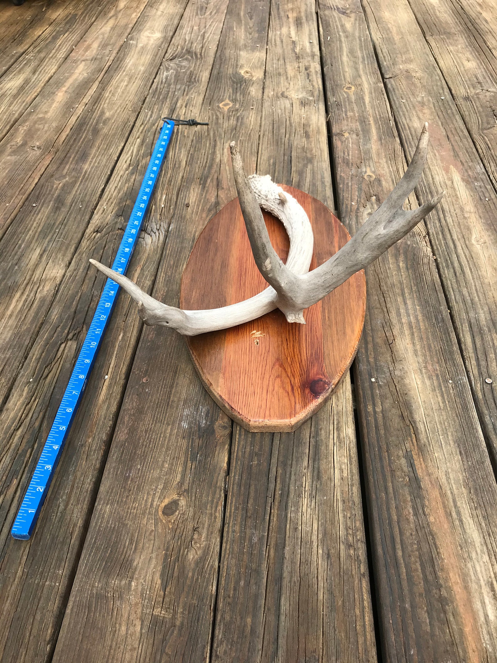 Taxidermy Huge 6 Point MULE DEER ANTLER Wall Hanging Log Cabin Hunting ...