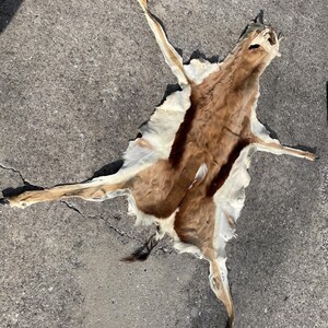 Beautiful Tanned, COMPLETE, SPRINGBOK SKIN -hide for Possible Lifesize ...