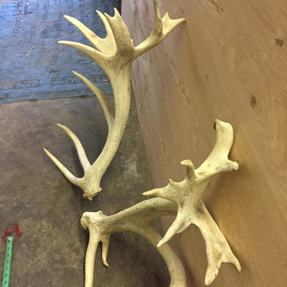 Taxidermy Huge 23 Point Set of RED STAG Shed ANTLERS Cabin Hunting ...